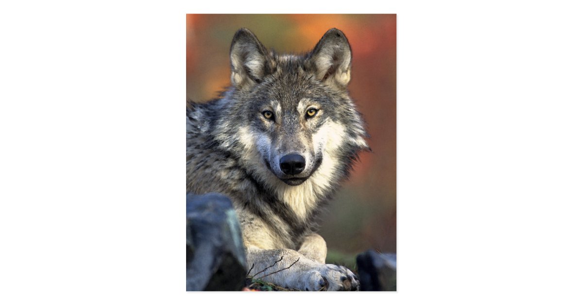 Gray Wolf Art Postcard | Zazzle.com