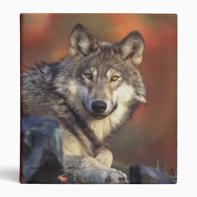 Gray Wolf Binder | Zazzle