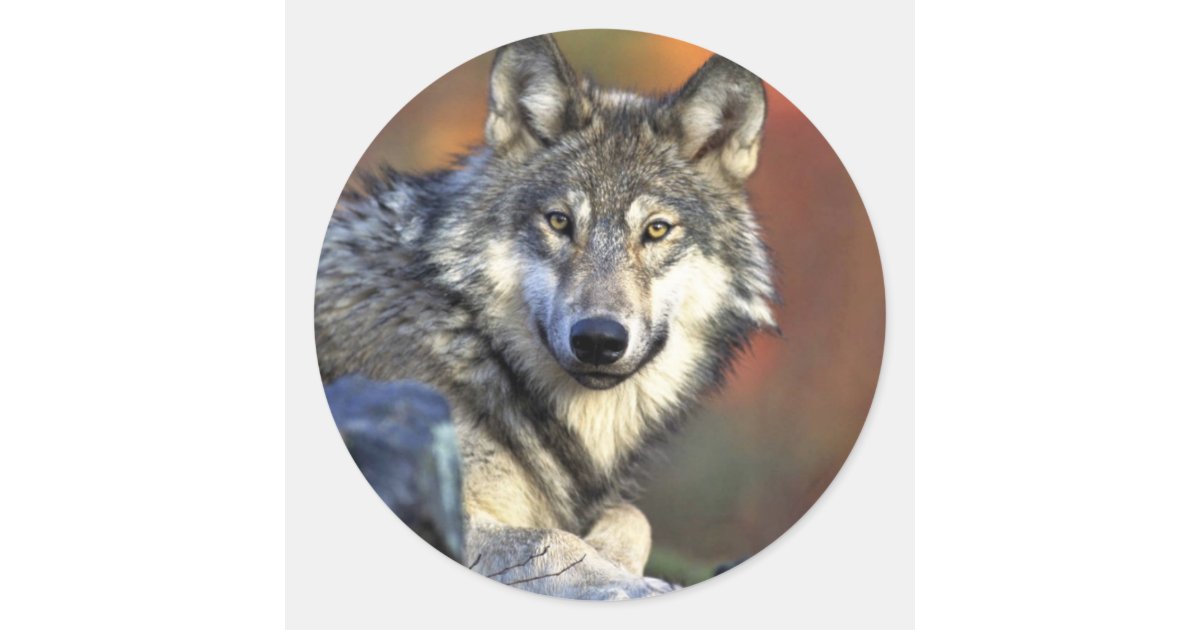 Gray wolf classic round sticker | Zazzle