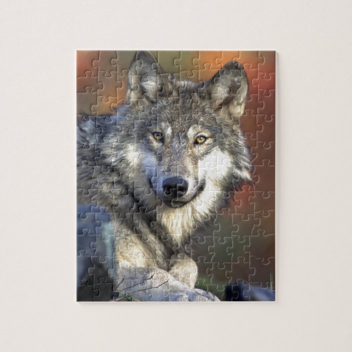 Gray Wolf Jigsaw Puzzle | Zazzle.com