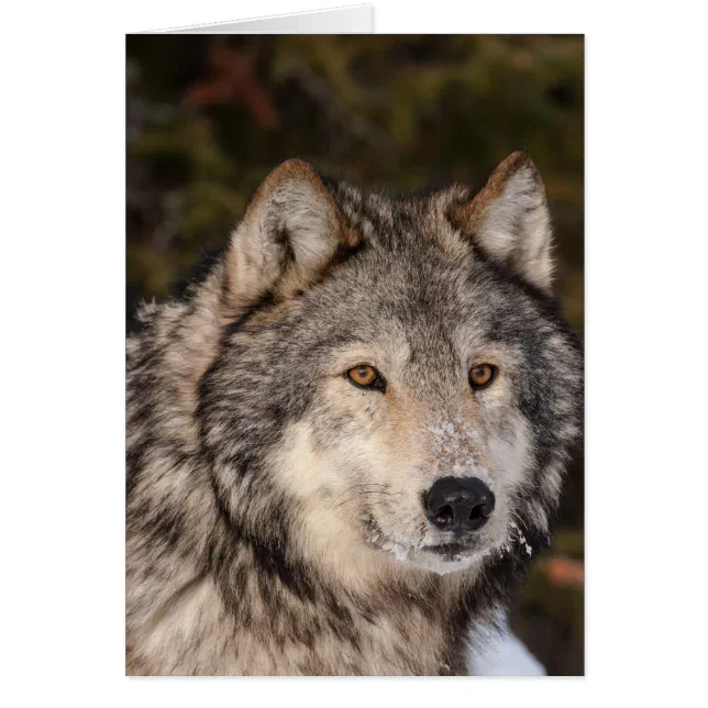 Gray Wolf Note Card | Zazzle