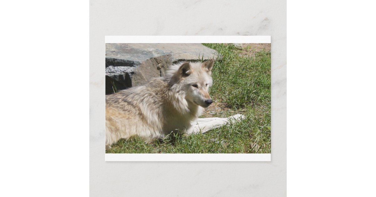 Gray Wolf Postcard | Zazzle