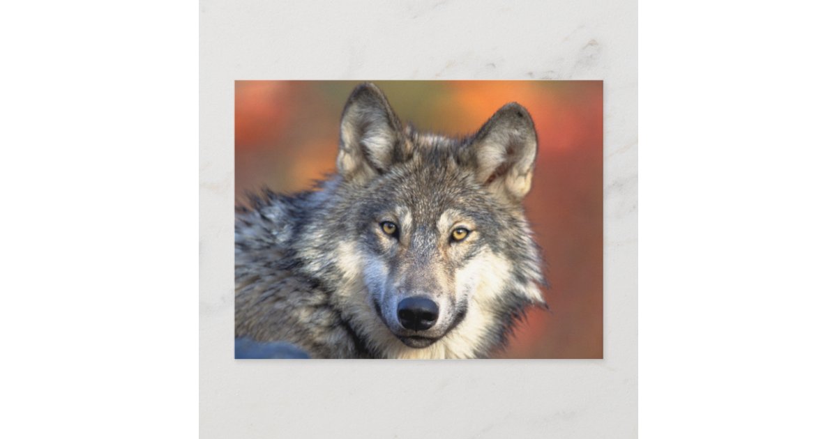 Gray Wolf Postcard | Zazzle