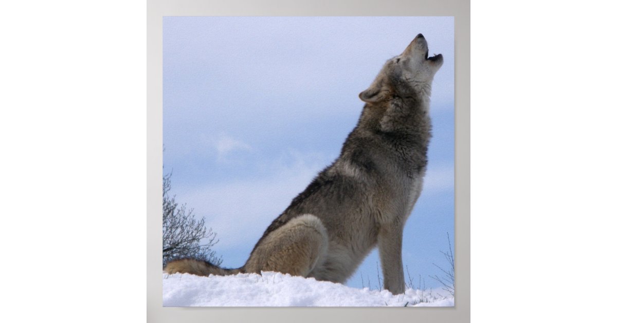 Gray Wolf Poster | Zazzle