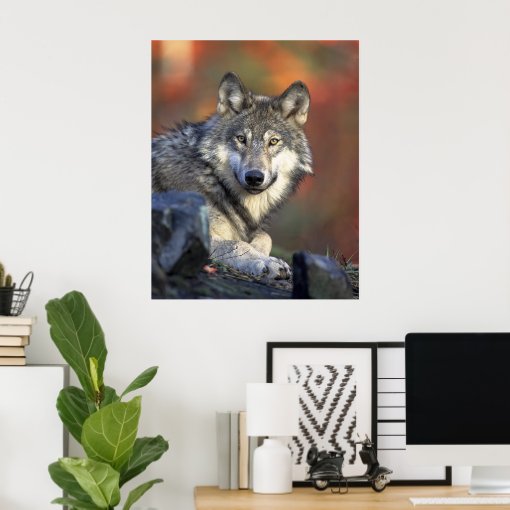 Gray Wolf Poster | Zazzle