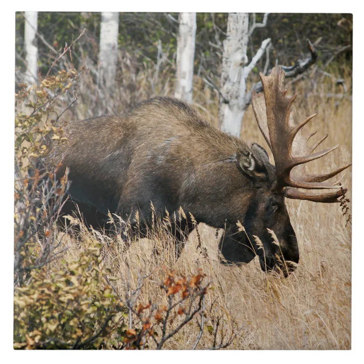 Grazing Bull Moose Ceramic Tile | Zazzle