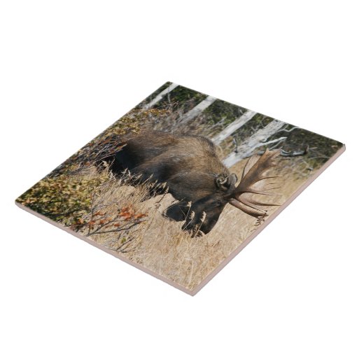 Grazing Bull Moose Ceramic Tile | Zazzle