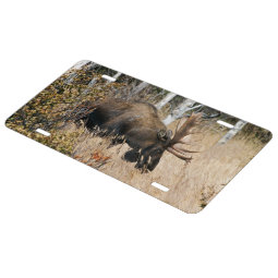 Grazing Bull Moose License Plate | Zazzle