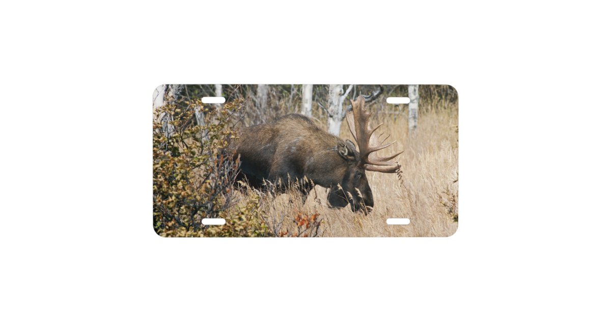 Grazing Bull Moose License Plate | Zazzle