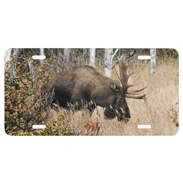 Grazing Bull Moose License Plate | Zazzle