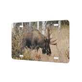 Grazing Bull Moose License Plate | Zazzle