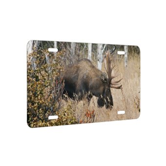 Grazing Bull Moose License Plate | Zazzle