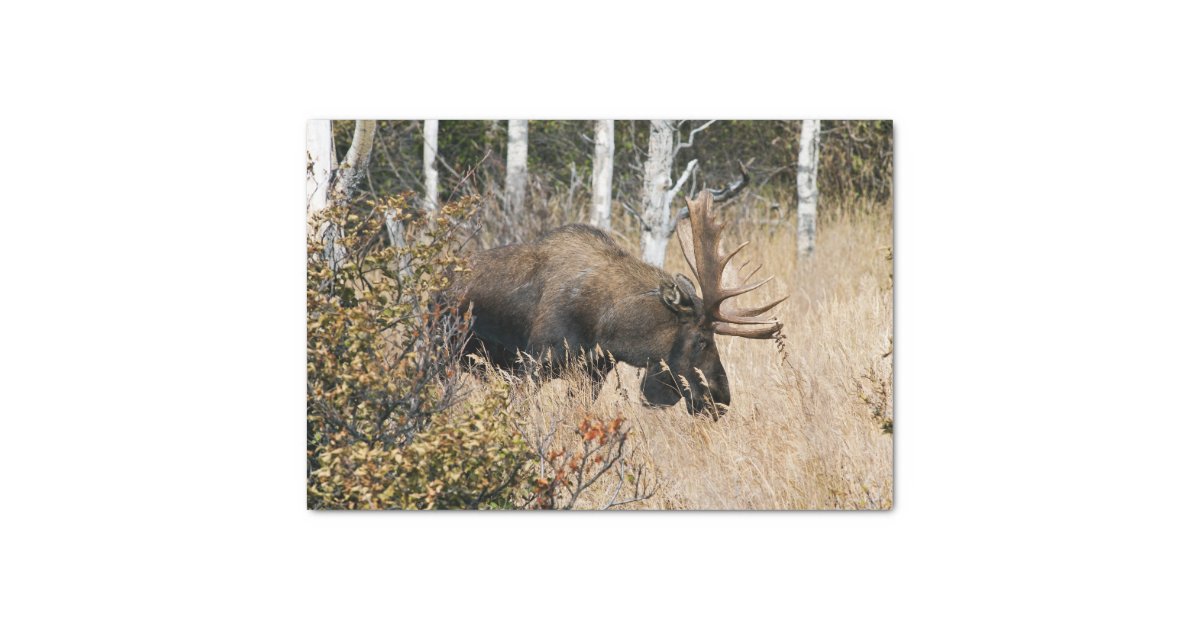 Grazing Bull Moose Tissue Paper | Zazzle