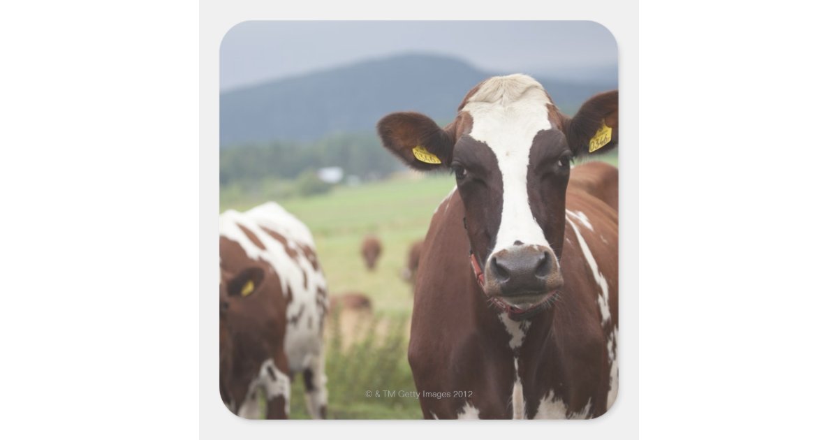 Grazing cows square sticker | Zazzle