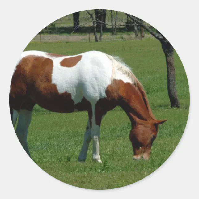 Grazing Pinto Classic Round Sticker | Zazzle