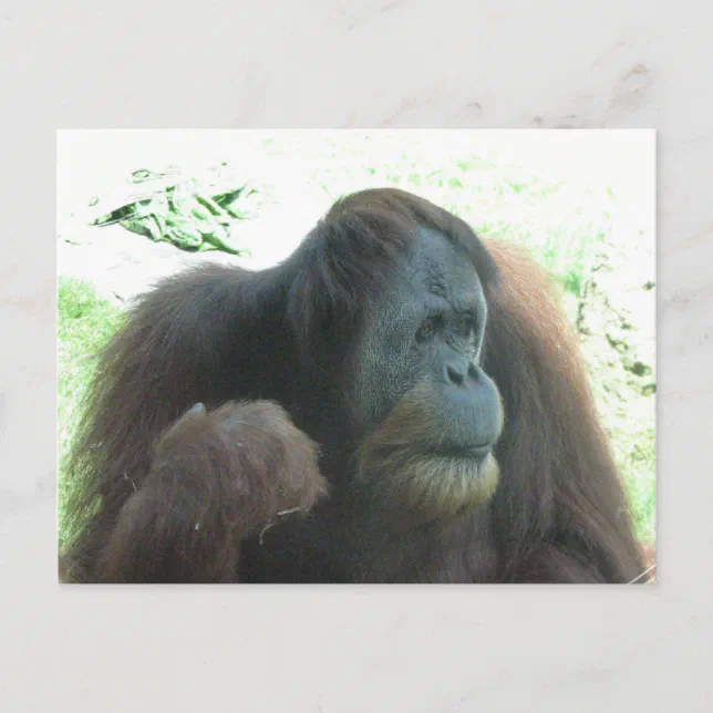 Great Ape Postcard | Zazzle