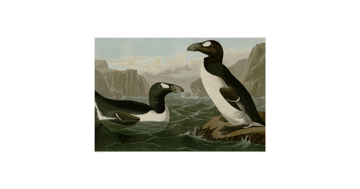 Great Auk Poster | Zazzle