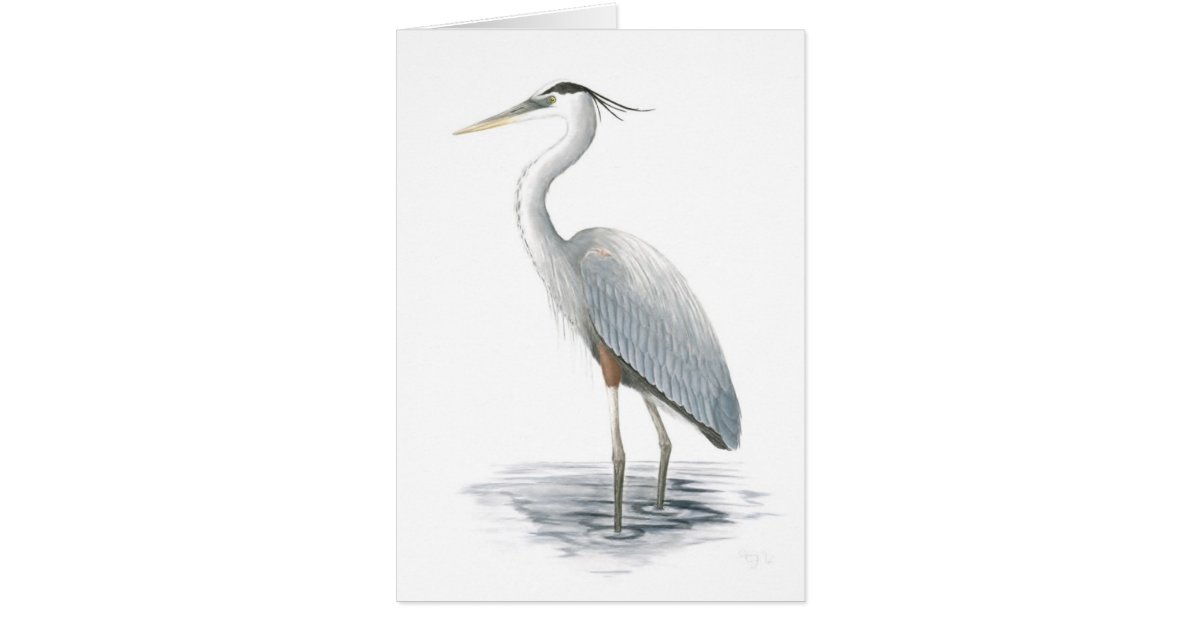 Great Blue Heron Card | Zazzle