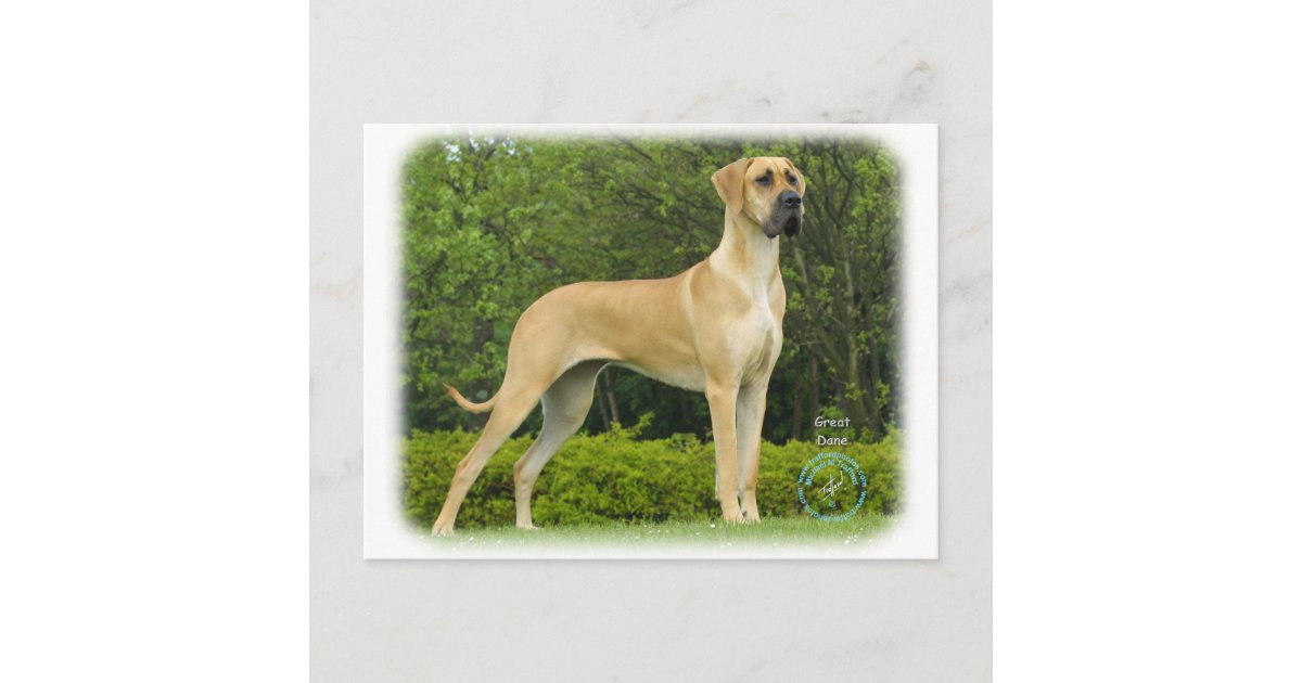 Great Dane 9T088D-027 Postcard | Zazzle
