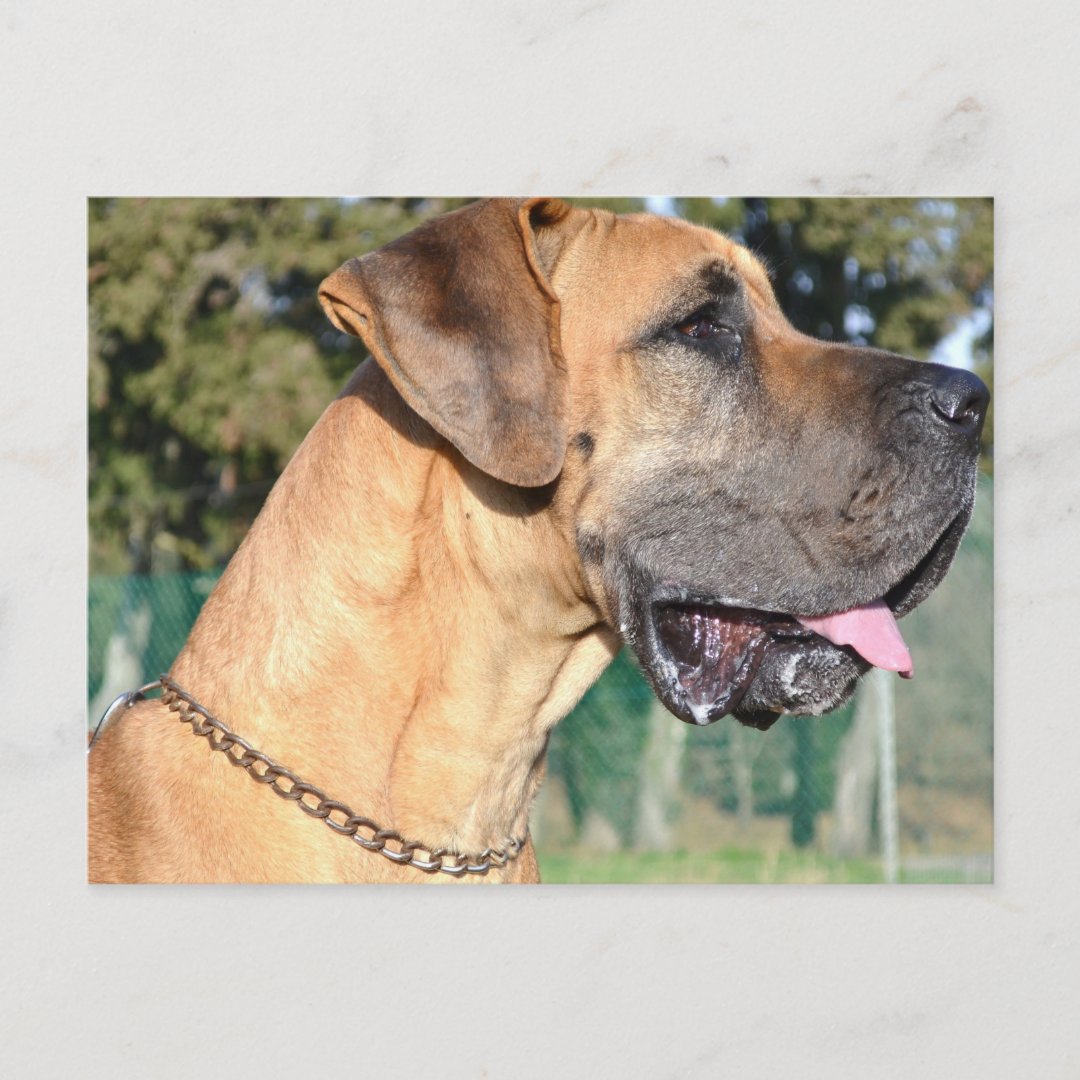 Great Dane Photo Postcard | Zazzle