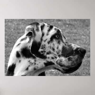 Dog Posters from Leatherwood Design