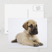 Great Dane puppy Lying in Studio Postcard | Zazzle