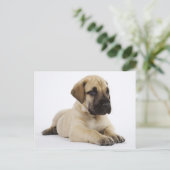 Great Dane puppy Lying in Studio Postcard | Zazzle