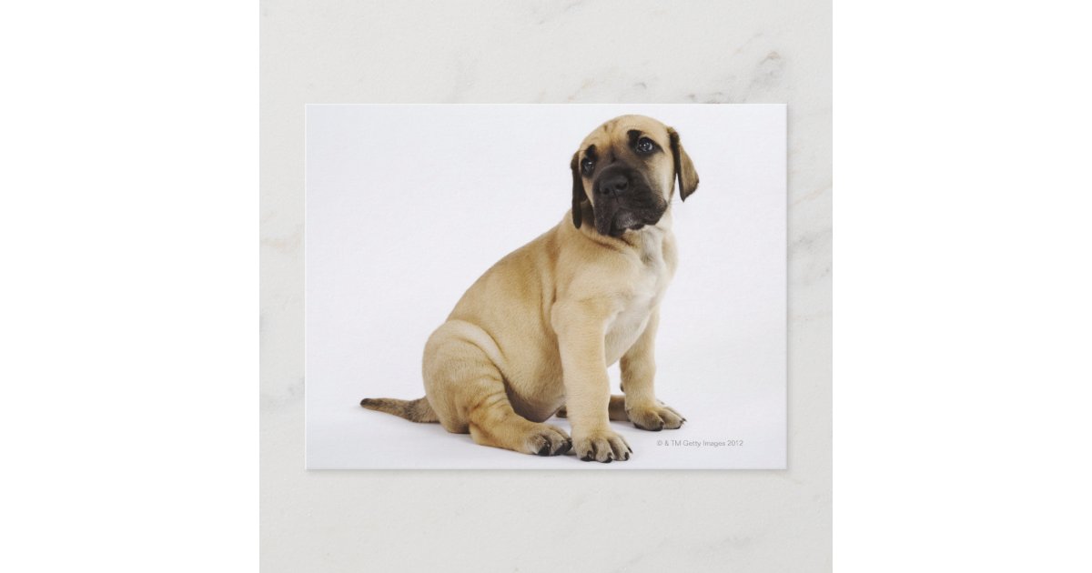 Great Dane Puppy Sitting in Studio Postcard | Zazzle