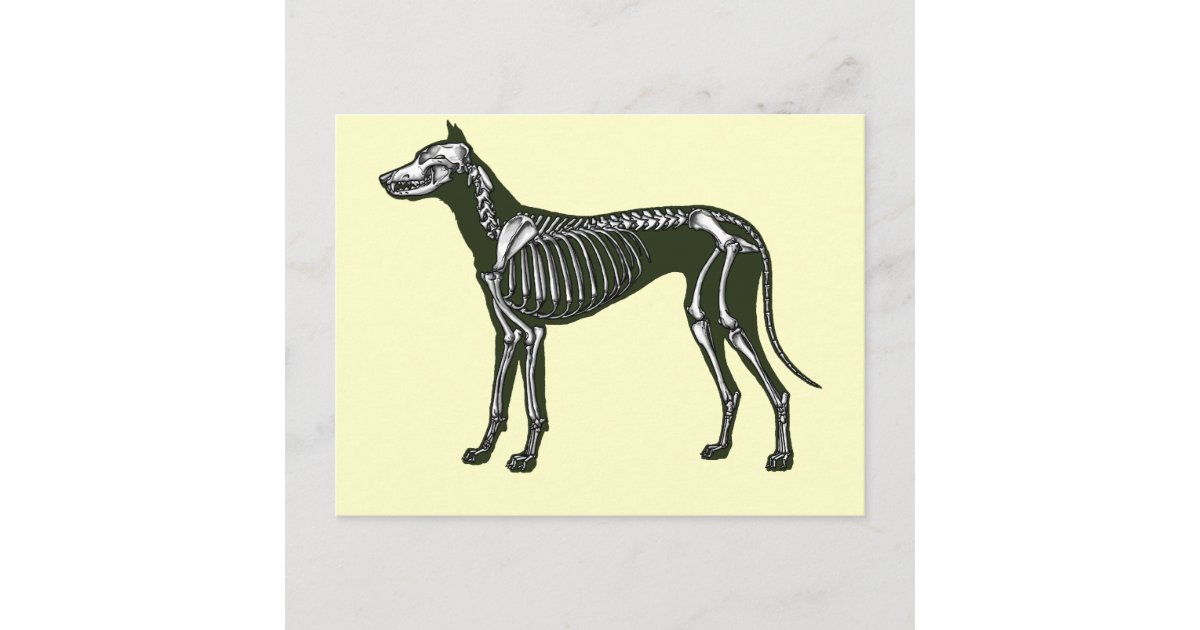 Great Dane skeleton Postcard | Zazzle