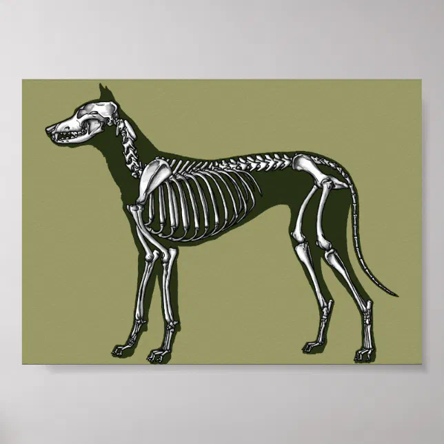 Great Dane skeleton Poster | Zazzle