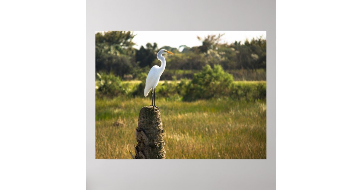 Great Egret Bird at Viera Wetlands Poster | Zazzle