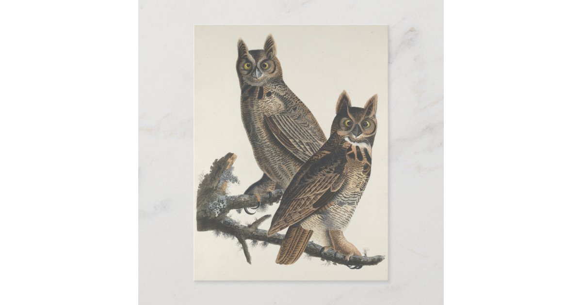 Great Horned Owls Spooky Vintage Illustration Postcard | Zazzle
