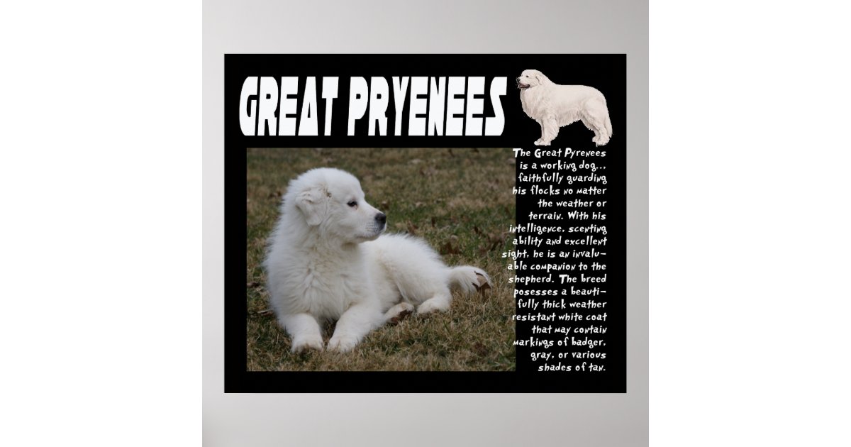 GREAT PYRENEES BREED CHARACTERISTICS POSTER | Zazzle