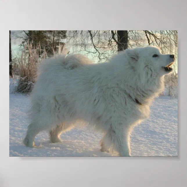 Great Pyrenees Poster | Zazzle