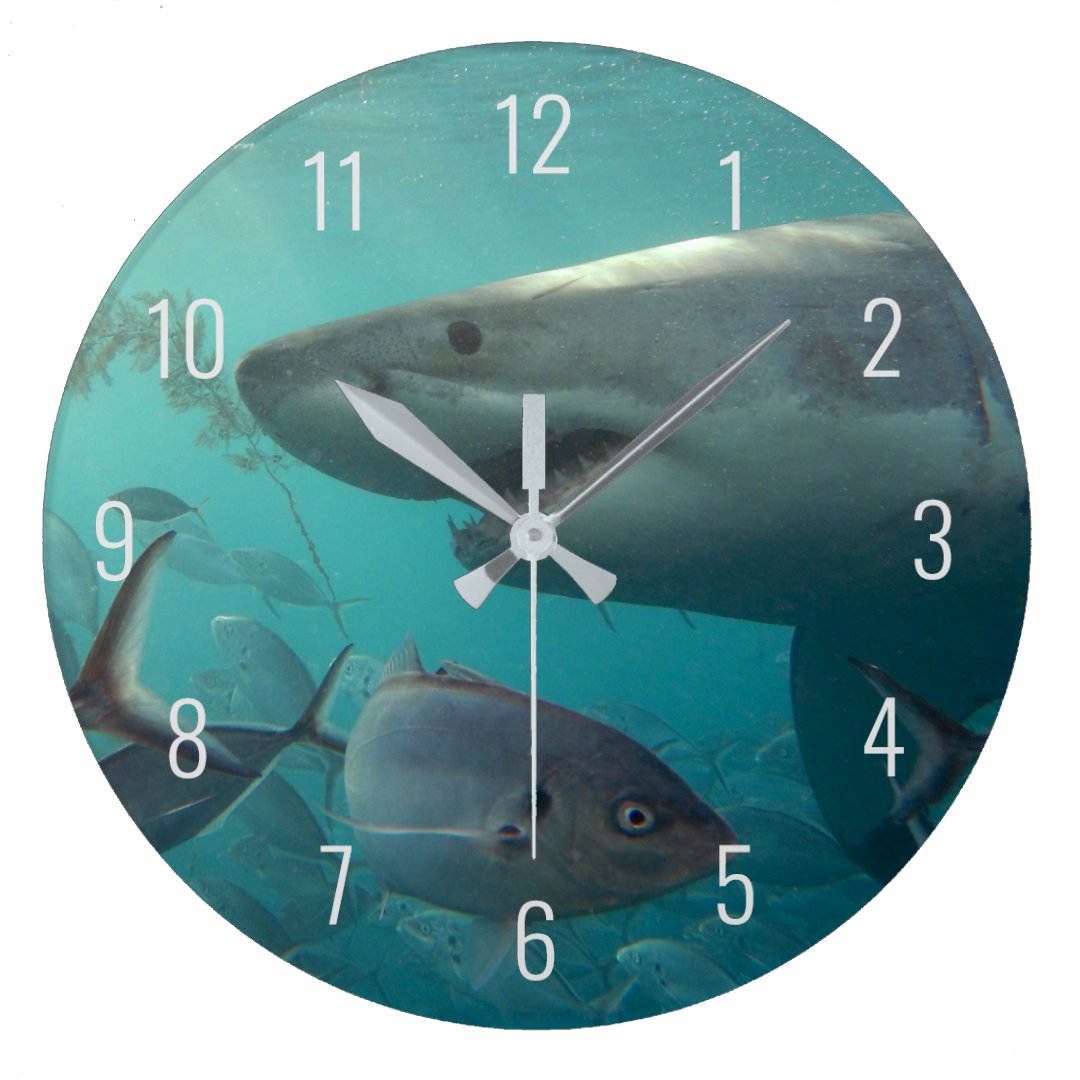 Great White Shark Close Up Underwater Australia Large Clock | Zazzle