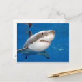 Great White Shark Postcard | Zazzle
