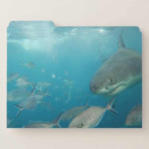 Great White Sharks Close-Up File Folder | Zazzle