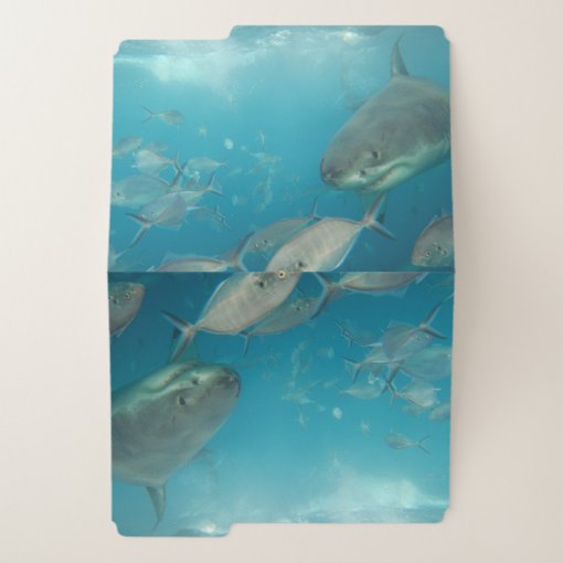 Great White Sharks Close-Up File Folder | Zazzle