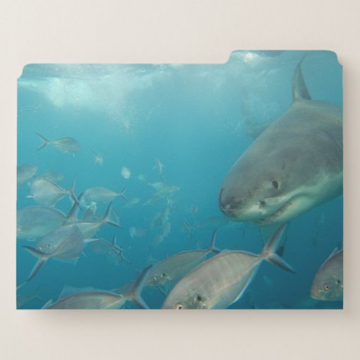 Great White Sharks Close-Up File Folder | Zazzle