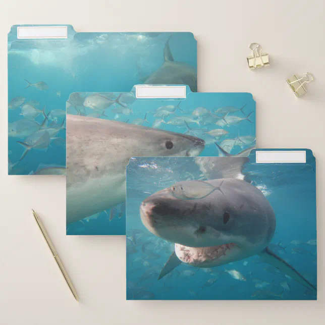 Great White Sharks Close-Up File Folder | Zazzle