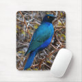 Greater Blue Eared Starling bird Mouse Pad | Zazzle