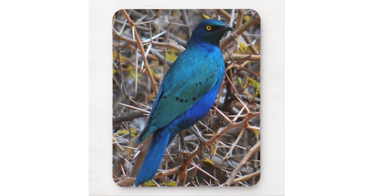 Greater Blue Eared Starling bird Mouse Pad | Zazzle