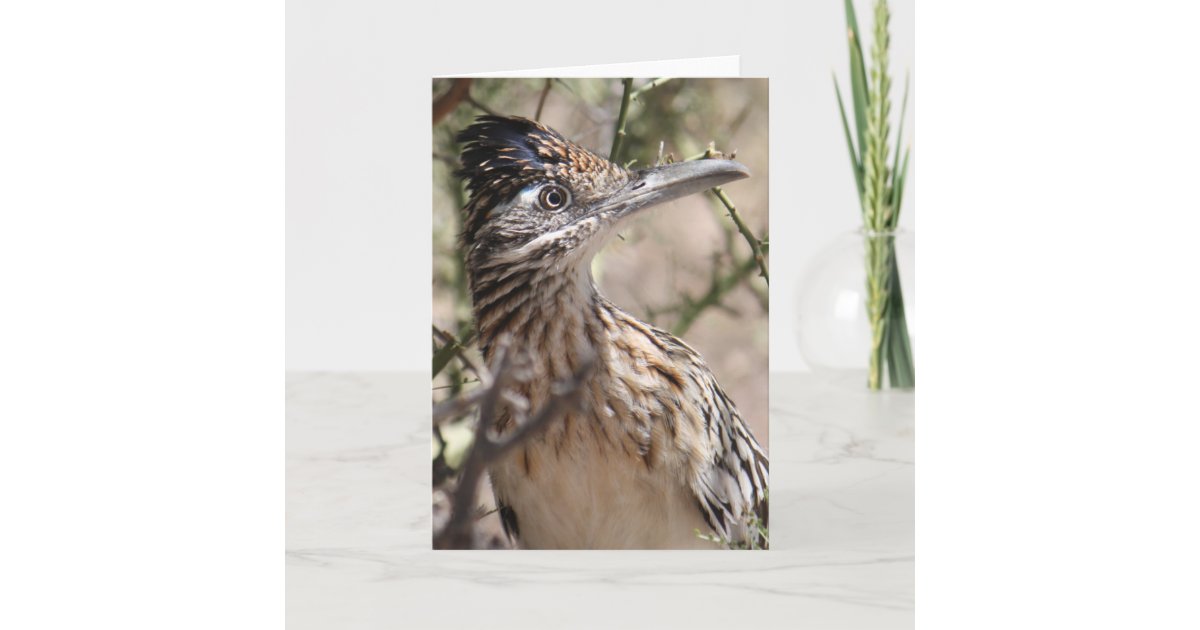 Greater Roadrunner Greeting Card | Zazzle