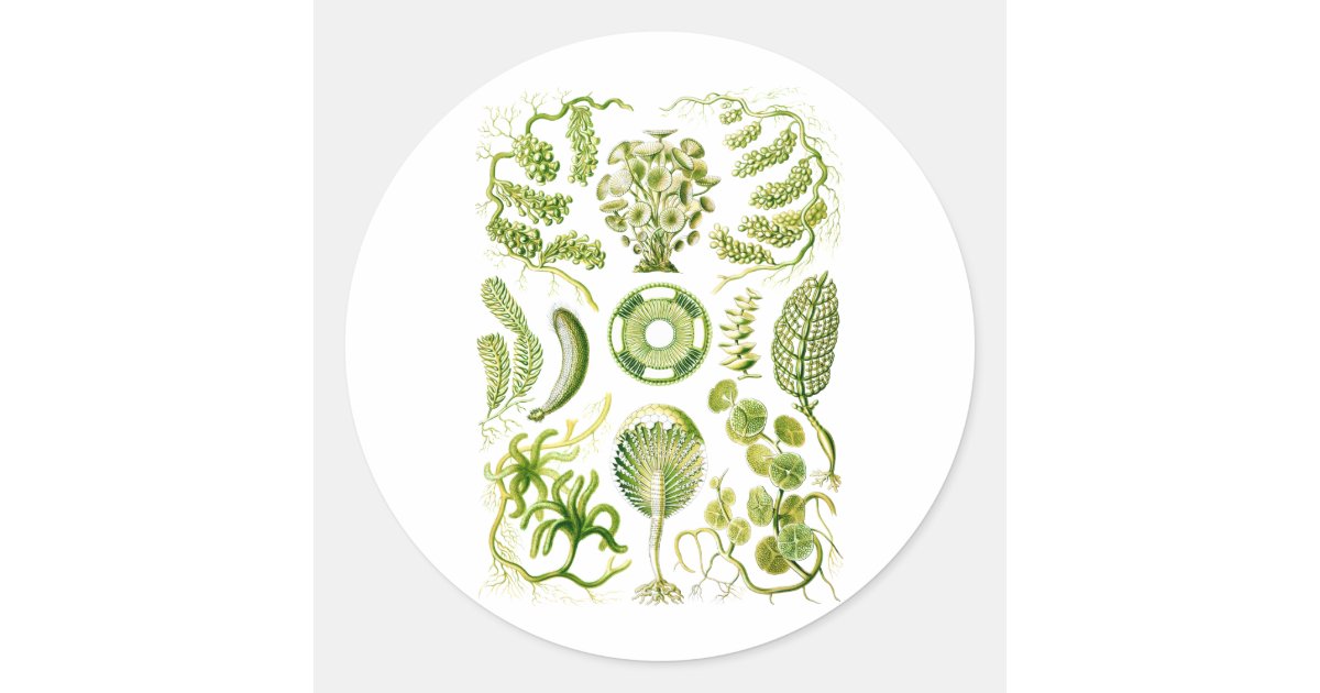 Green Algae Classic Round Sticker | Zazzle