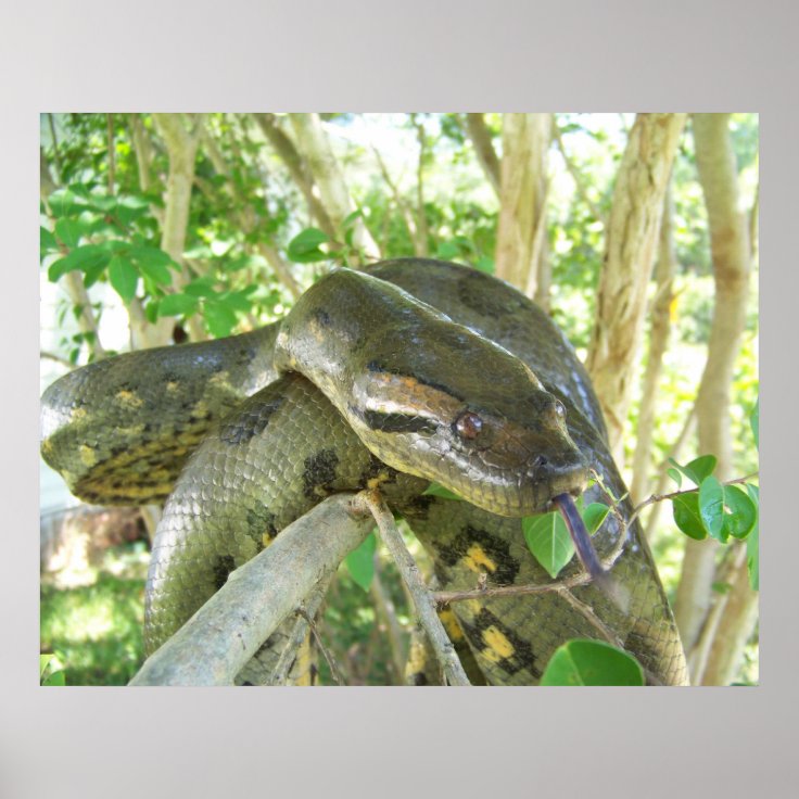 Green Anaconda Poster | Zazzle