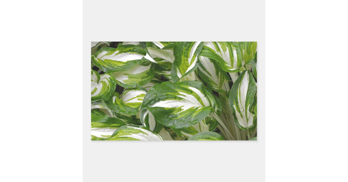 Green and white striped hosta leaves rectangular sticker | Zazzle