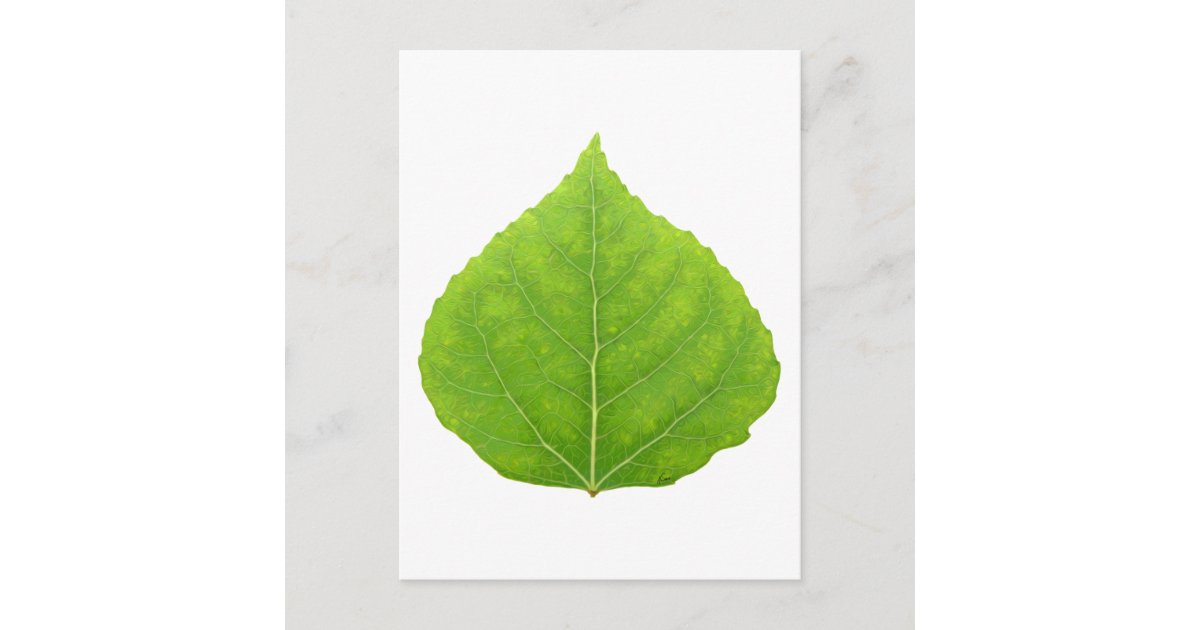 Green Aspen Leaf #11 Postcard | Zazzle