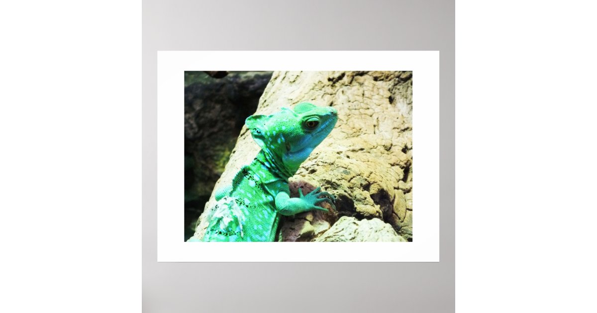 Green basilisk lizard poster | Zazzle