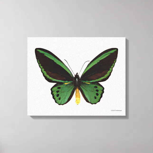 Green Birdwing Butterfly Canvas Print | Zazzle