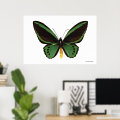 Green Birdwing Butterfly Poster | Zazzle